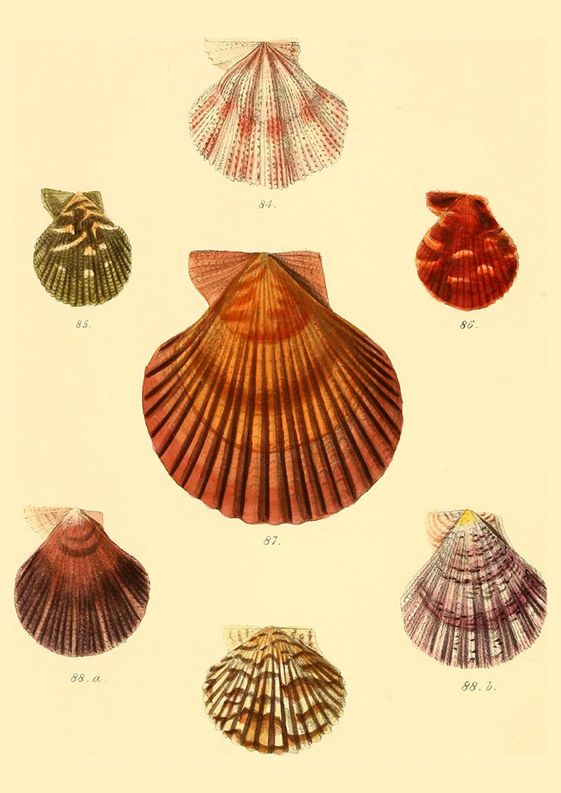 Sea Shell Prints: Vintage Seaside Beach Art Illustrations - Etsy