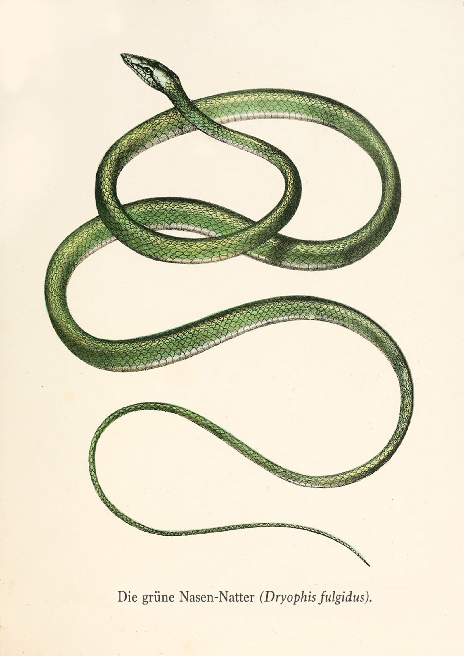 Snake Prints: Vintage Reptile Art Illustrations - Etsy