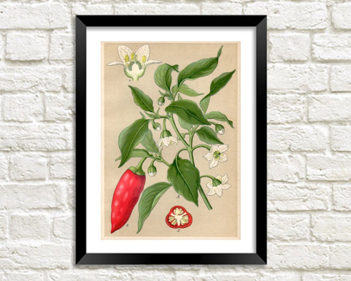 Chili Plant Print: Vintage Red Pepper Botanical Art - Etsy