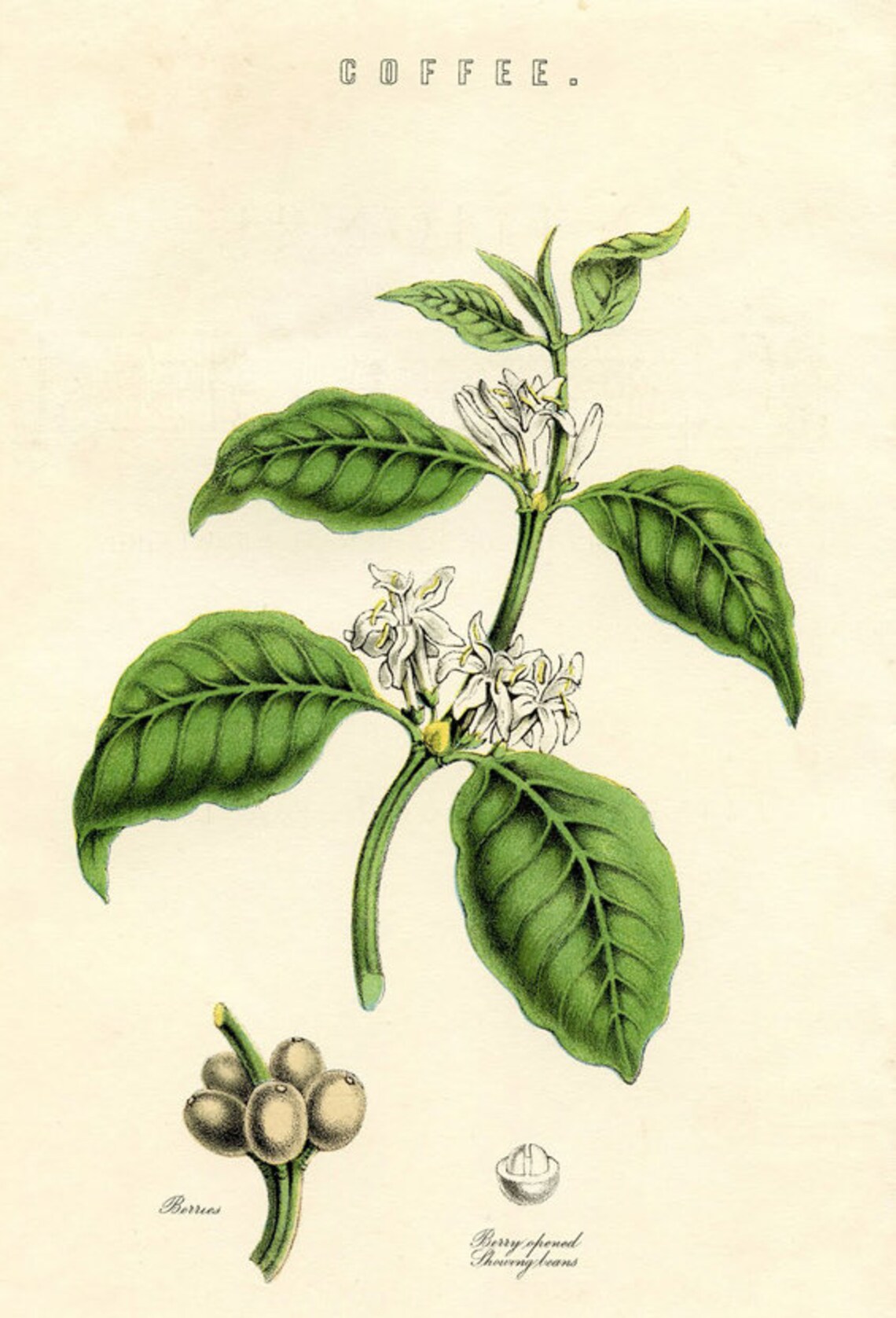 Coffee Plant Print: Vintage Botanical Art Illustration - Etsy
