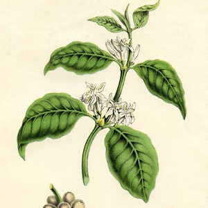 Coffee Plant Print: Vintage Botanical Art Illustration - Etsy