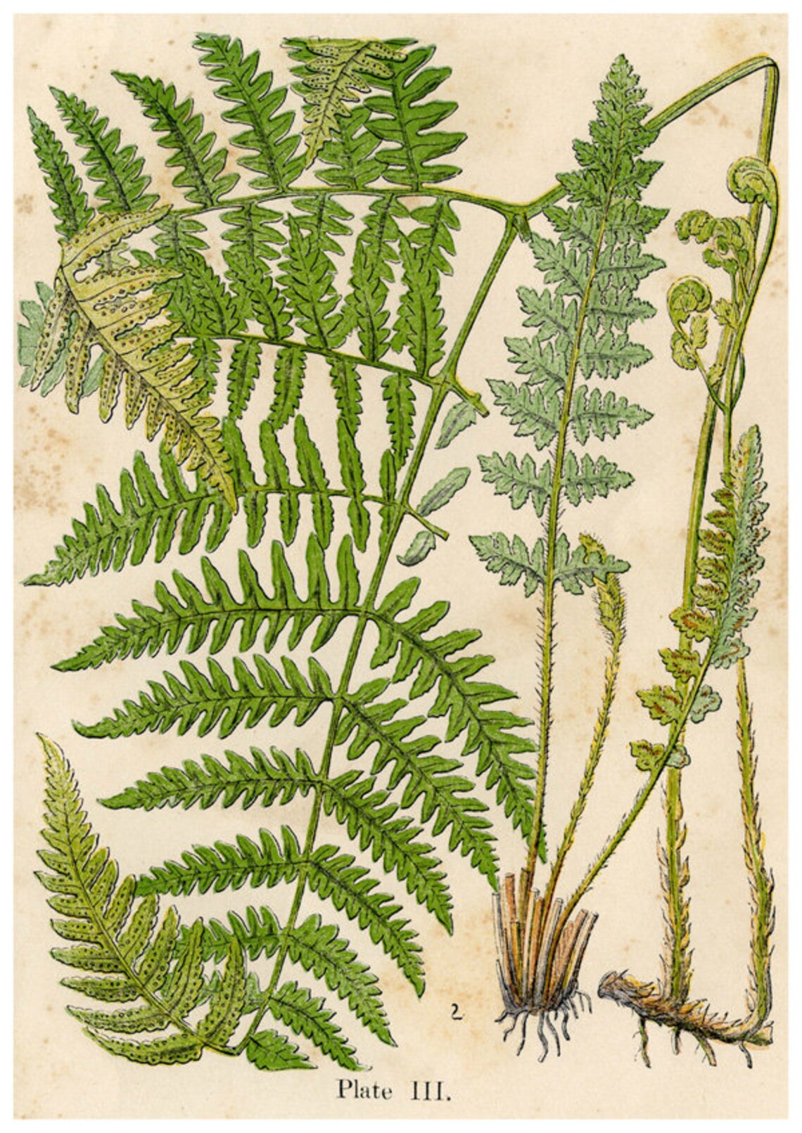 Fern Prints: Vintage Botanical Plant Art Illustrations - Etsy