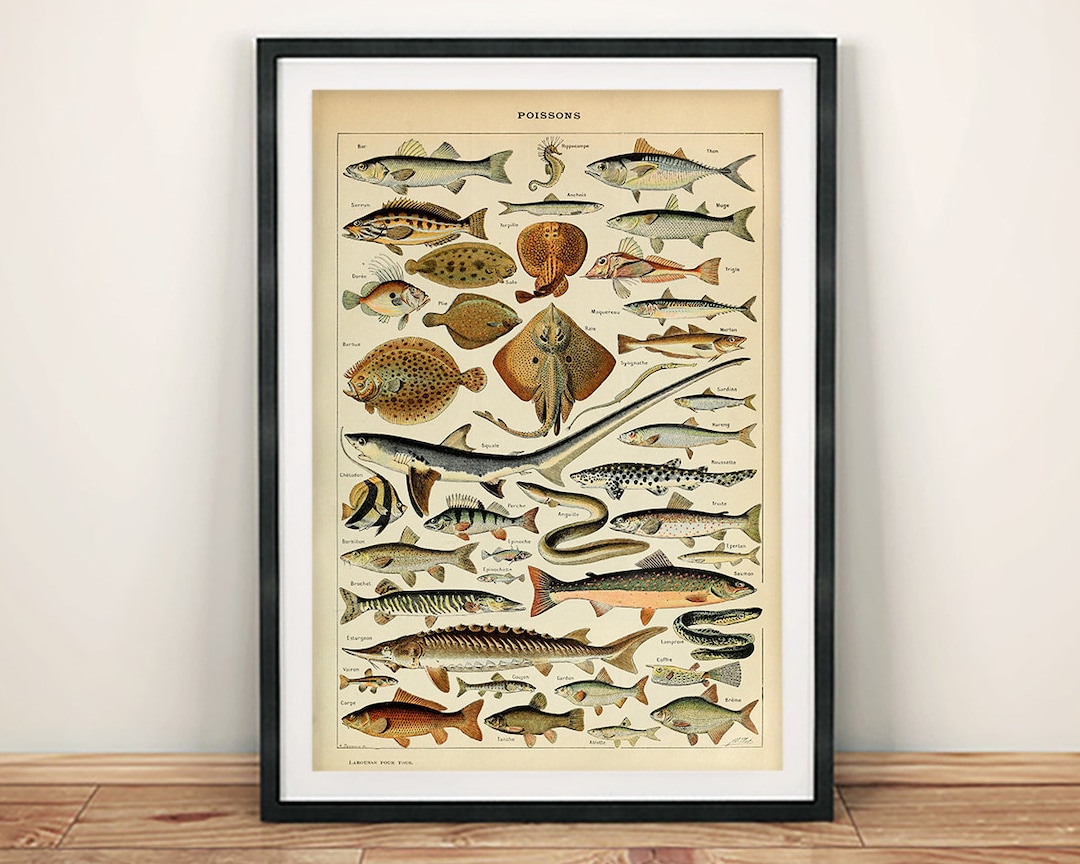 Fish Poster: Vintage Poissons Identification Art Illustration - Etsy UK
