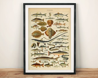 Fish Poster | Etsy