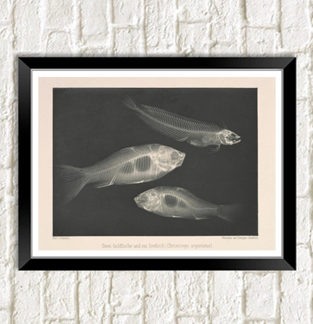 Goldfish Print: Vintage Fish X-ray Art - Etsy