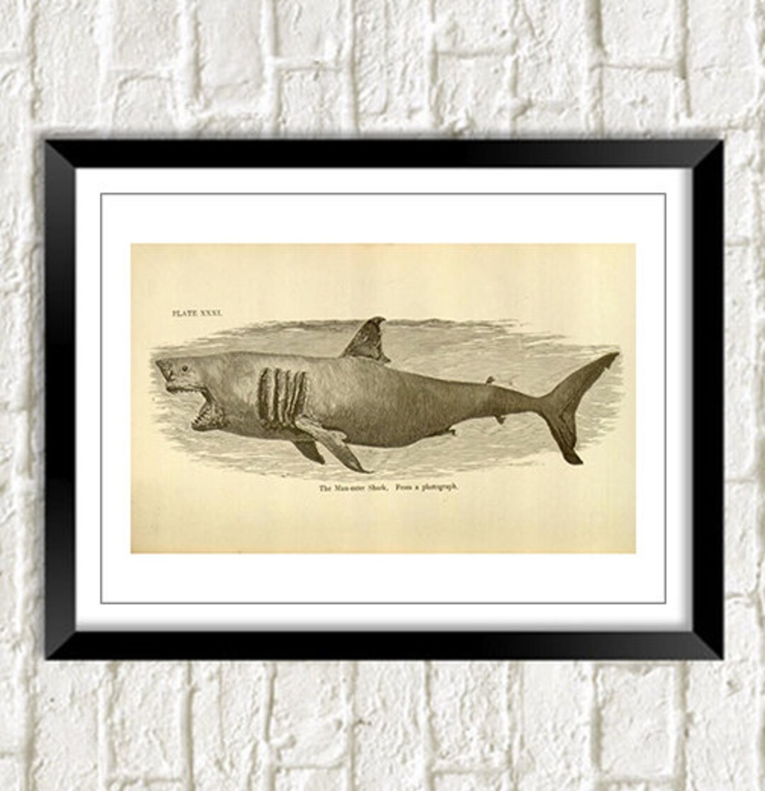 Shark Print: Vintage Great White Shark Art Illustration - Etsy