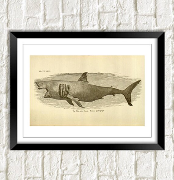 Great White Shark Poster