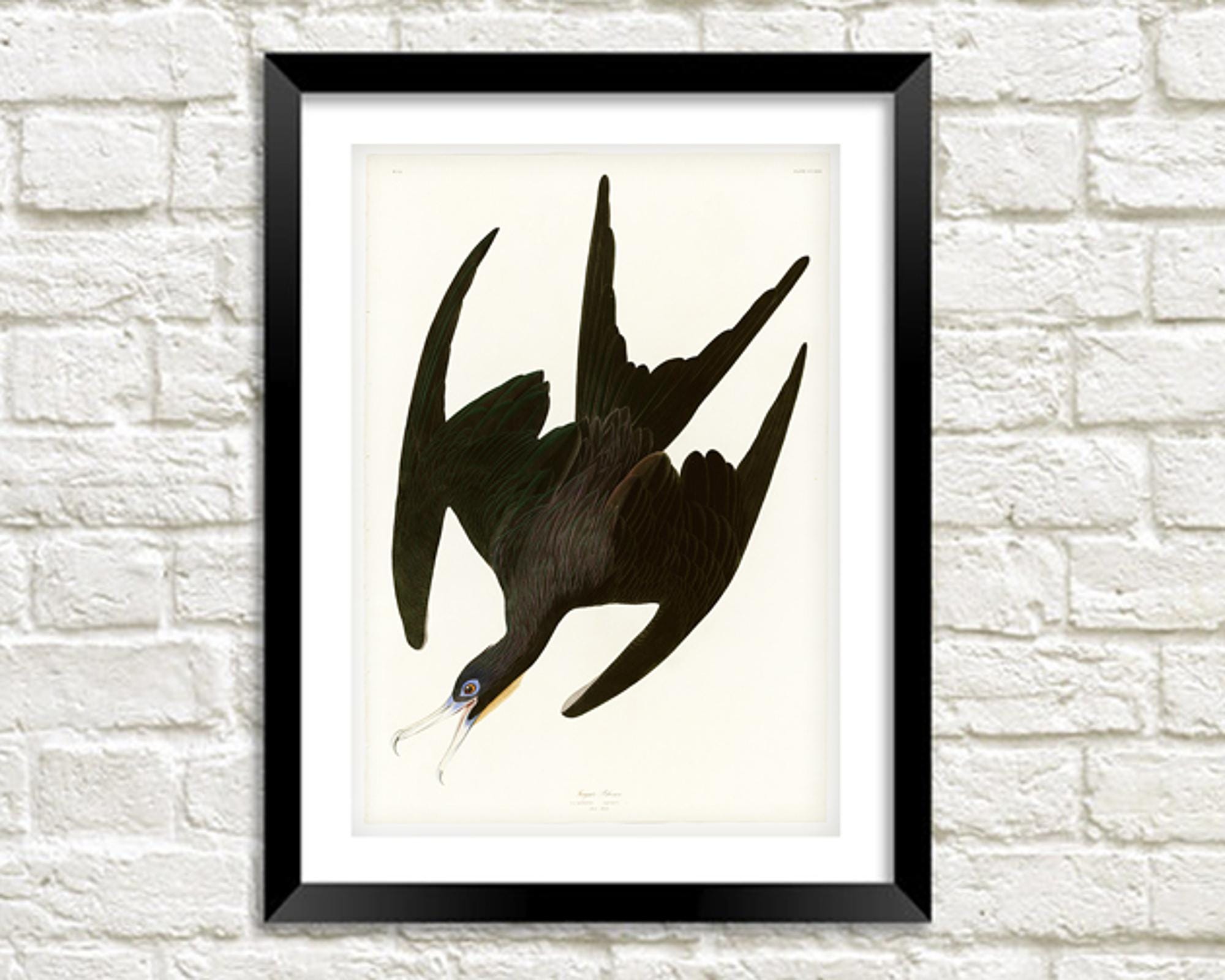 Vintage Bird Print: Frigate Pelican Art Illustration - Etsy