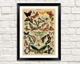 Butterfly Poster - Etsy