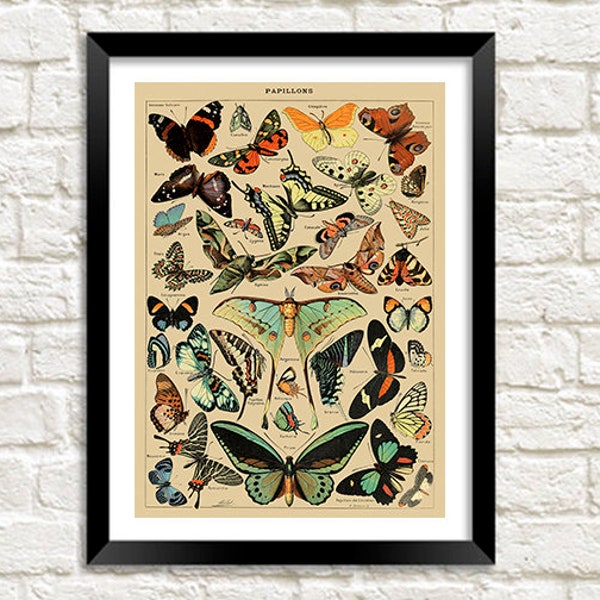 Butterfly Poster - Etsy