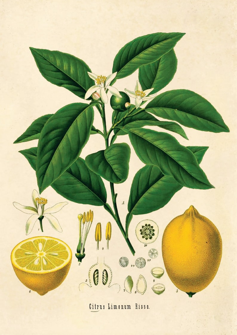 Lemon Print: Vintage Botanical Fruit Art Illustration | Etsy