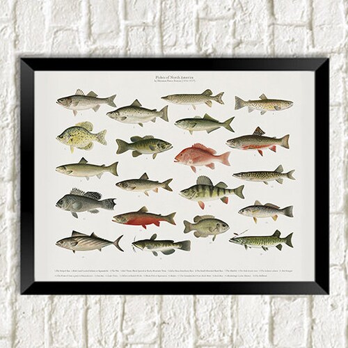 Fish Print: Vintage Fish of North America Poster Art | Etsy