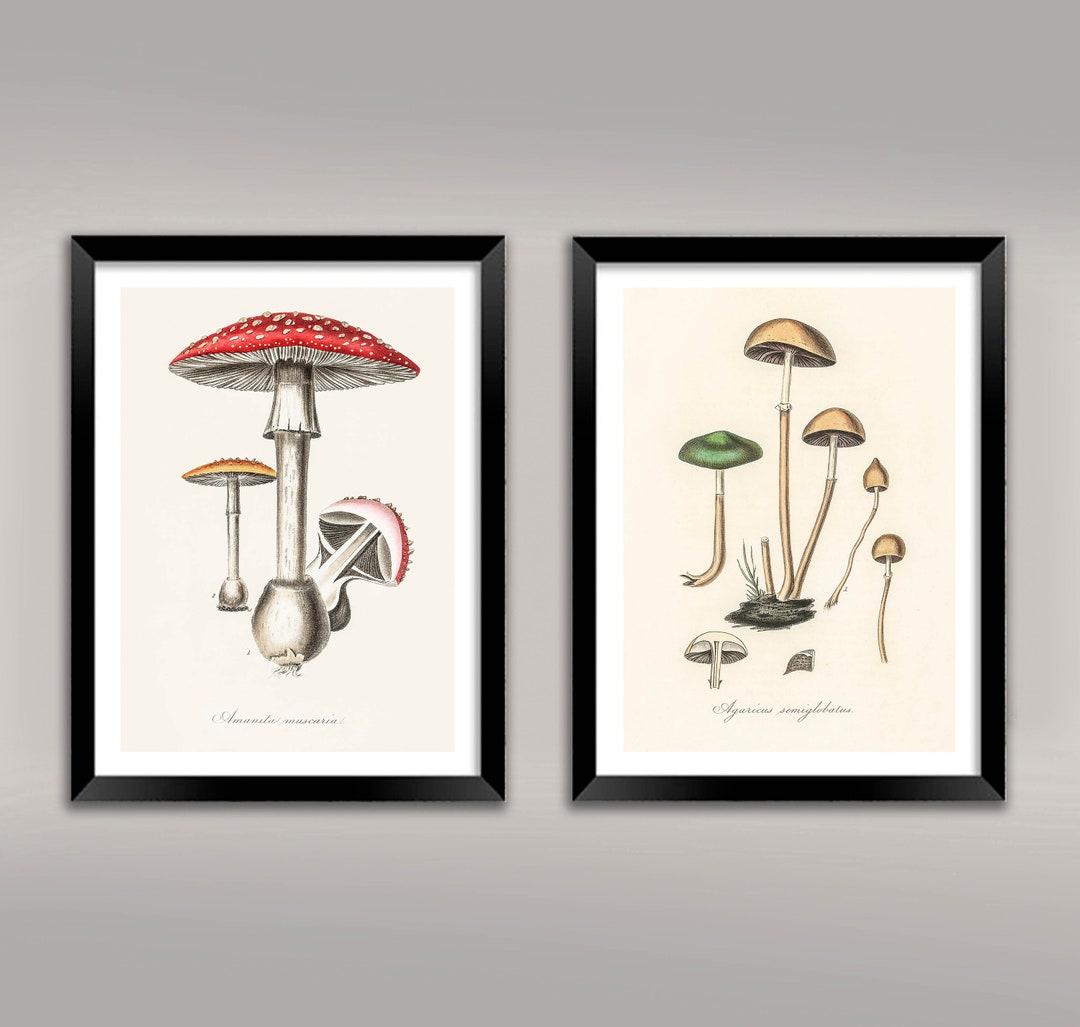 Mushroom Prints: Two Vintage Fungi Poster Art Illustrations - Etsy