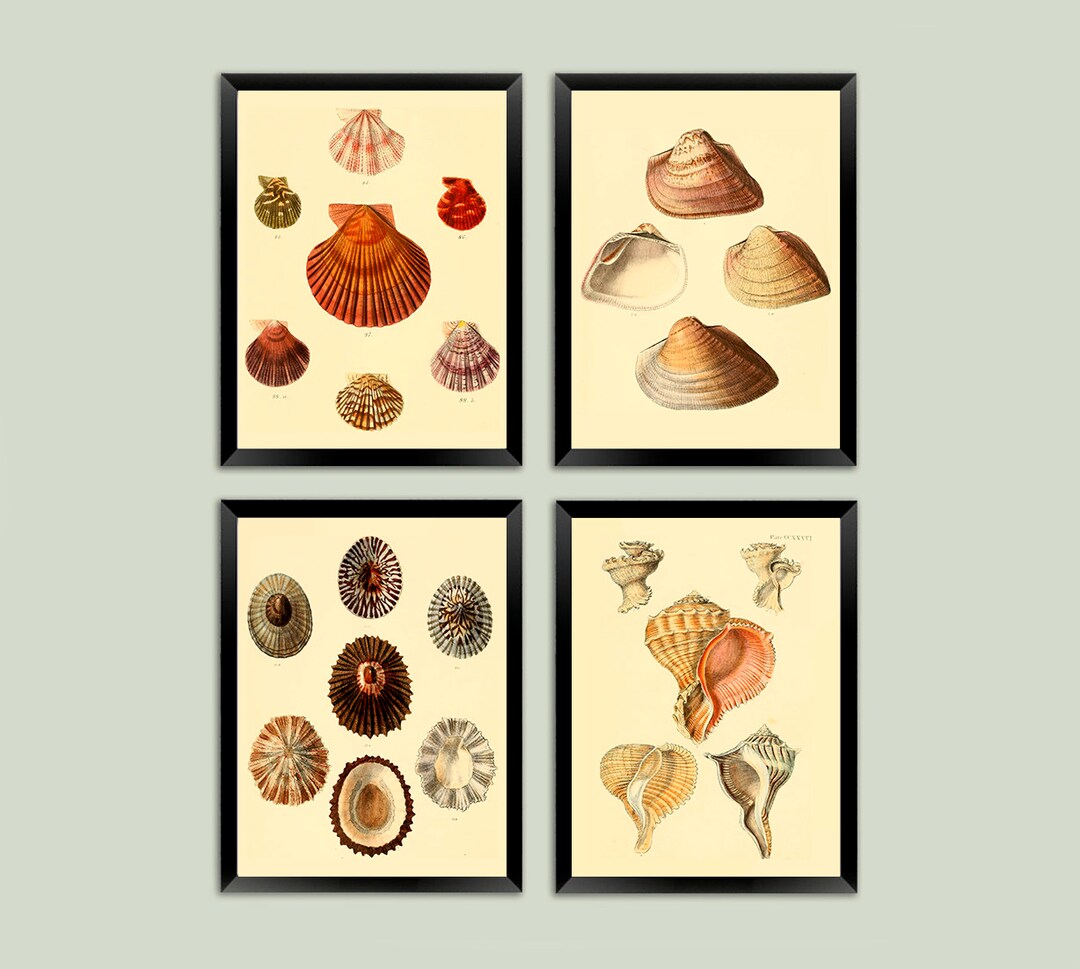 Sea Shell Prints: Vintage Seaside Beach Art Illustrations - Etsy