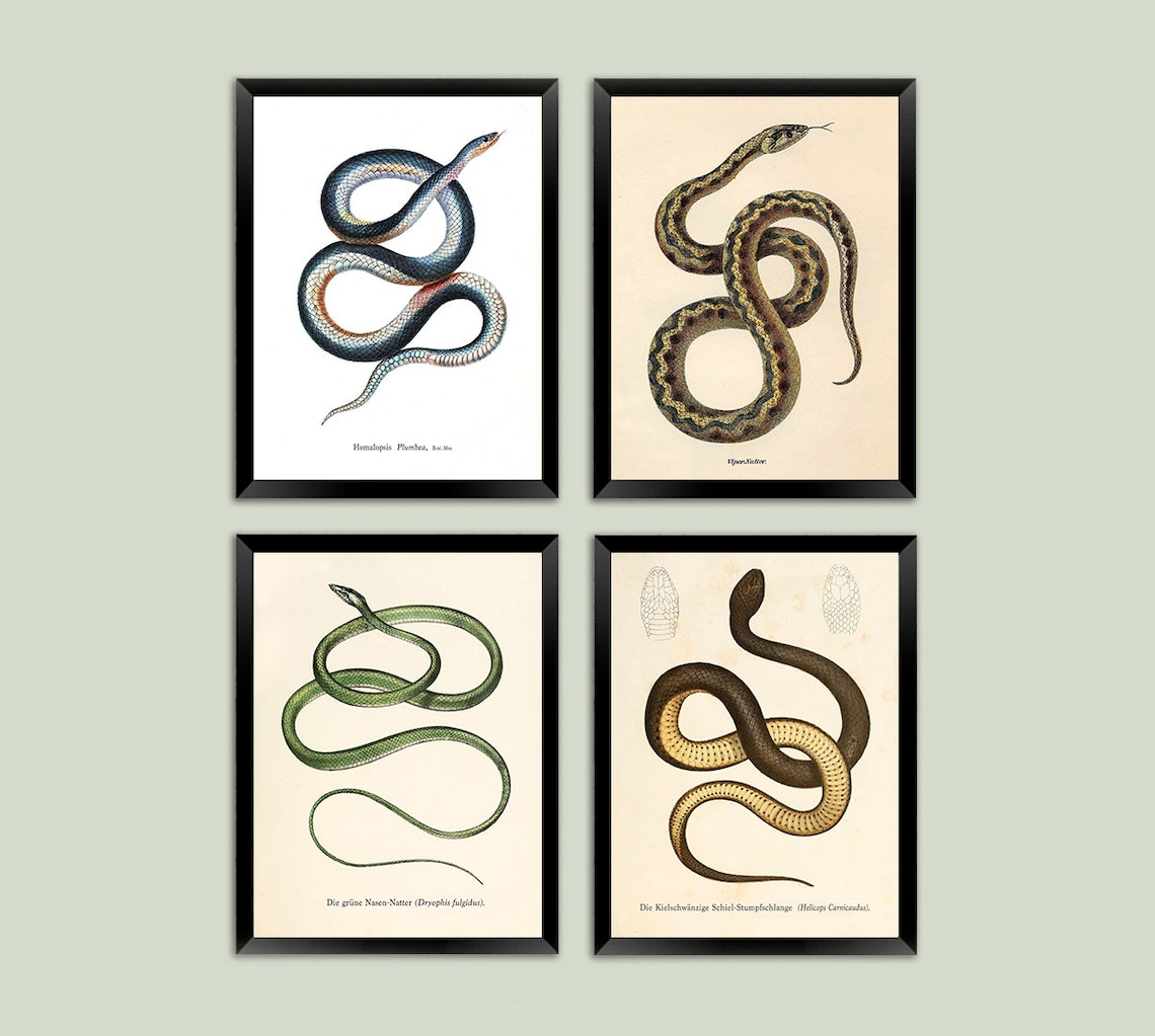 Snake Prints: Vintage Reptile Art Illustrations | Etsy