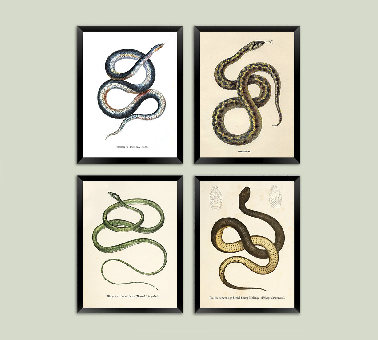 Snake Prints: Vintage Reptile Art Illustrations | Etsy