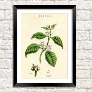 Coffee Plant Print: Vintage Botanical Art Illustration - Etsy