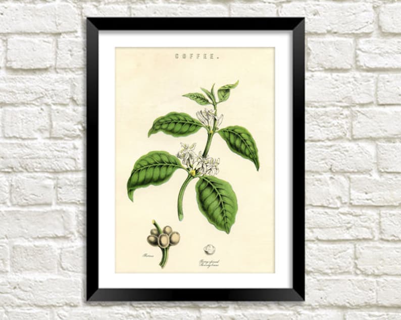 Coffee Plant Print: Vintage Botanical Art Illustration - Etsy