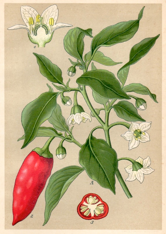 Chilli Plant Clip Art