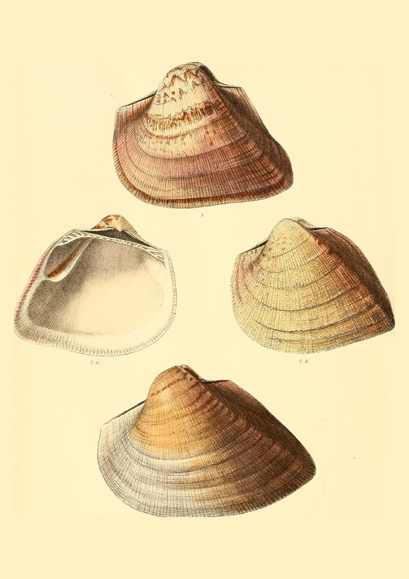 Sea Shell Prints: Vintage Seaside Beach Art Illustrations - Etsy