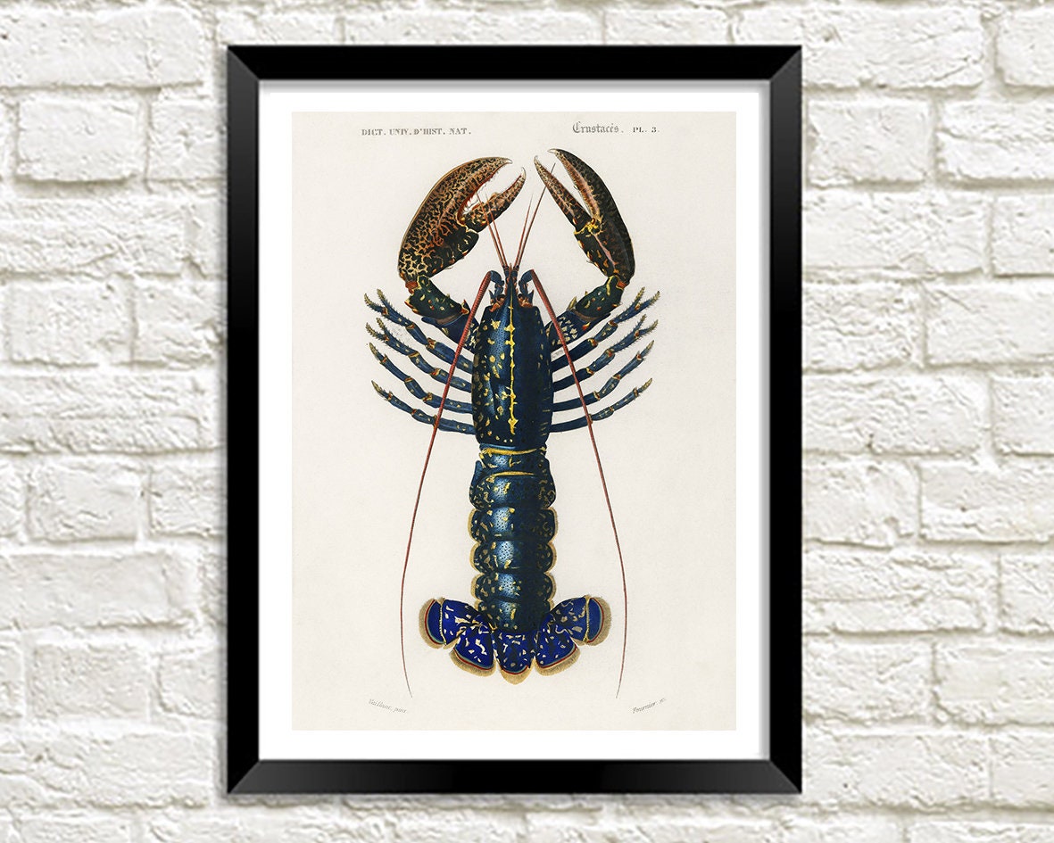Crawfish Lobster and Crab Prints: Vintage Ocean Life Sea Theme - Etsy