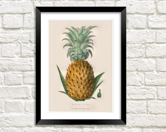 ANTIQUE PINEAPPLE PRINT, Pineapple, Professional Quality Giclée Print ...