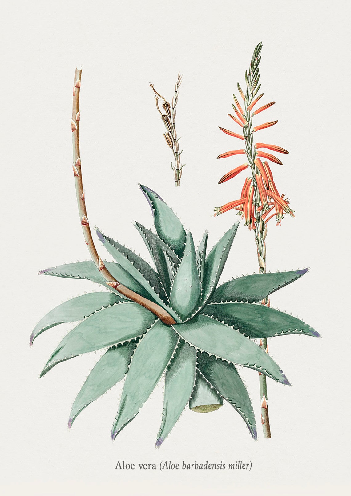 Aloe Vera Print: Vintage Botanical Plant Art Illustration - Etsy