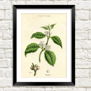 Coffee Plant Print: Vintage Botanical Art Illustration - Etsy