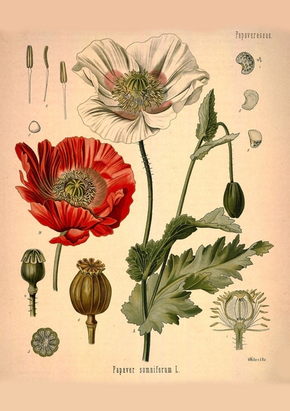 Opium Drug Plant