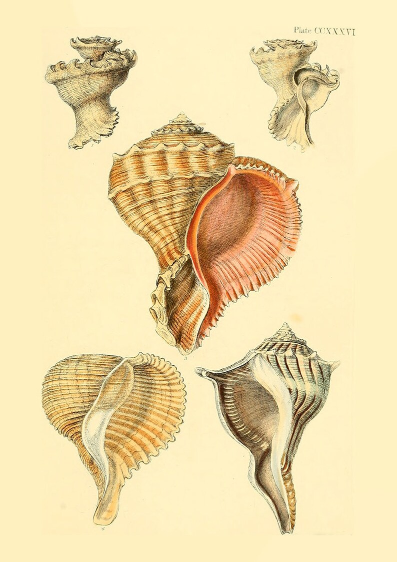 Sea Shell Prints: Vintage Seaside Beach Art Illustrations | Etsy