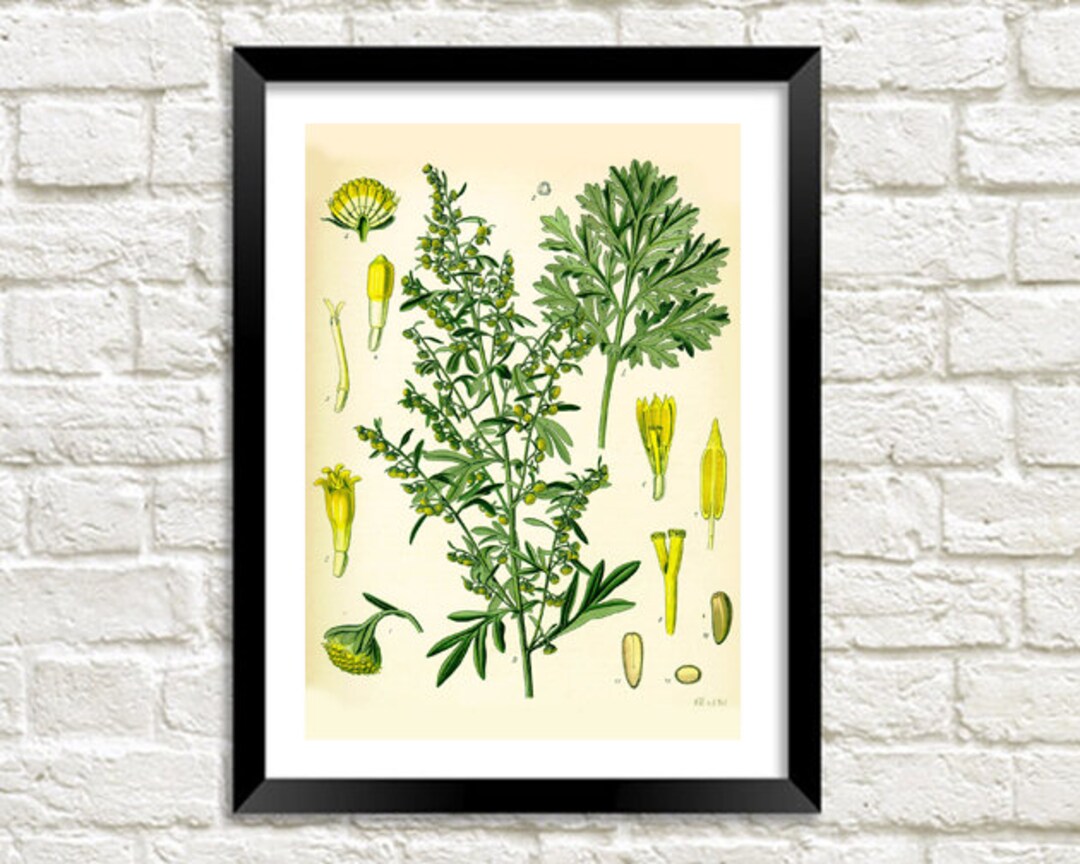 Absinthe Plant Print: Vintage Botanical Plant Art Illustration - Etsy