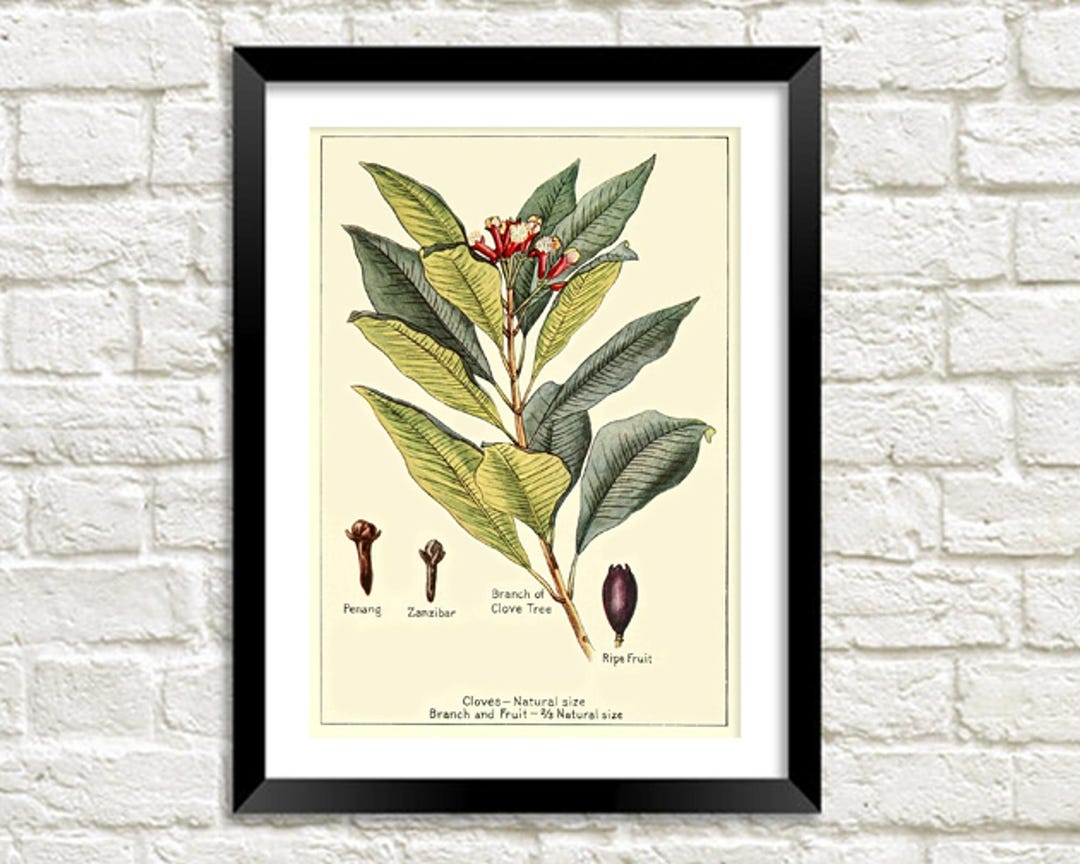 Cloves Plant Print: Vintage Botanical Herb Art Illustration - Etsy