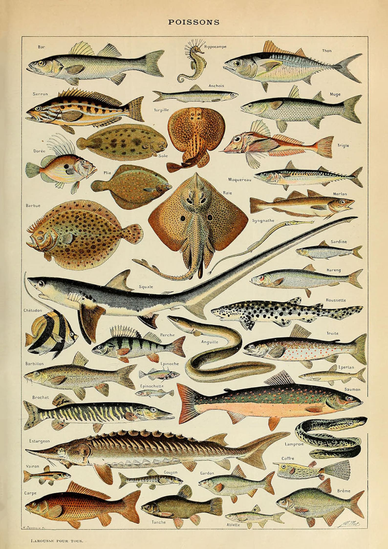 Fish Poster: Vintage Poissons Identification Art Illustration - Etsy UK