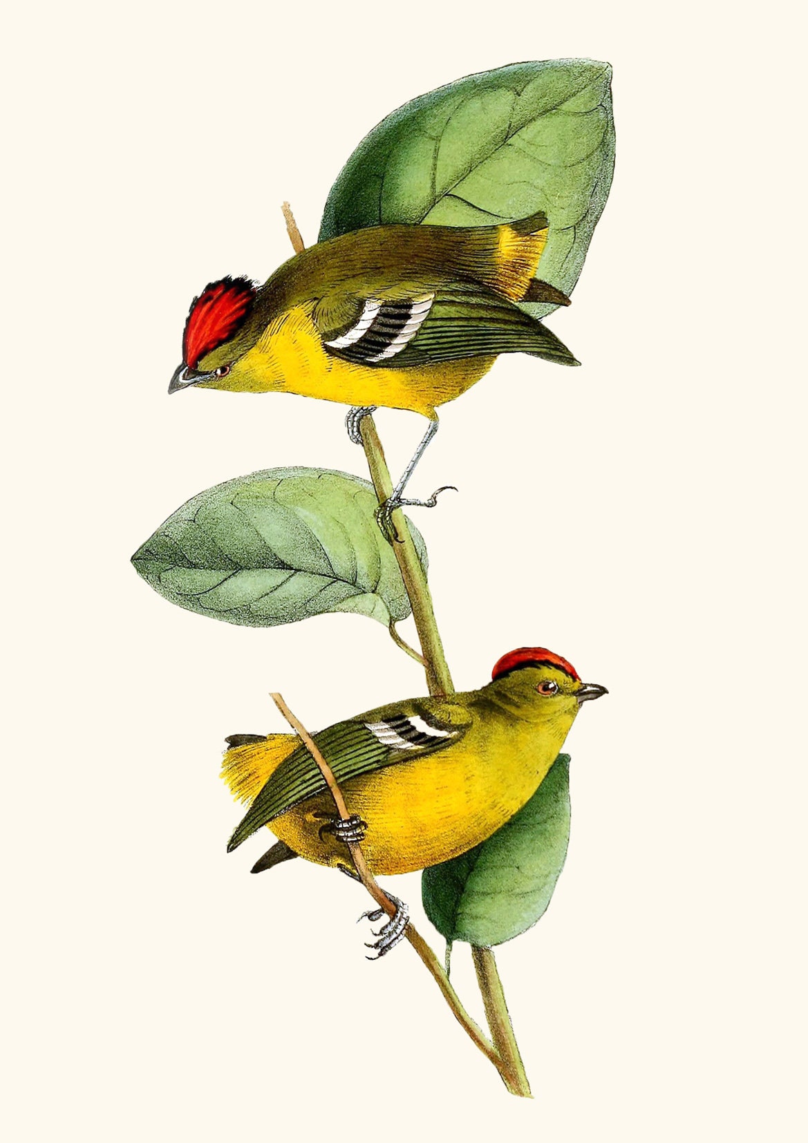 Bird Prints: Vintage Birds of Brazil Art Illustration - Etsy