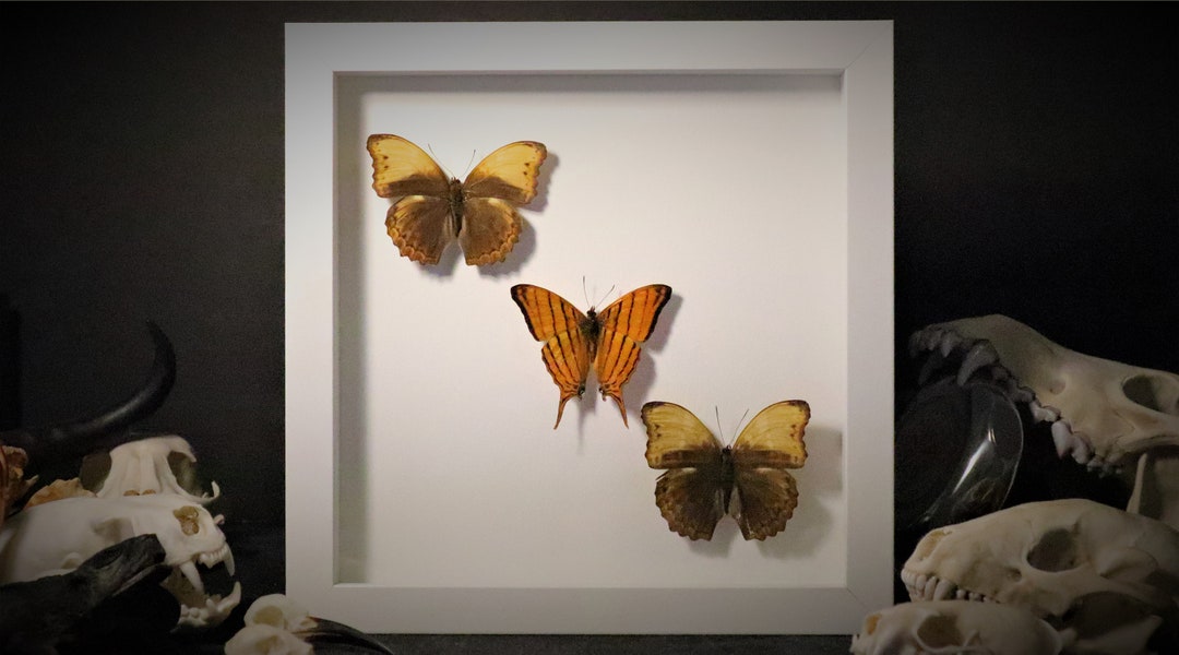 Exhibición de mariposas, Cymothoe diphia, Marpesia harmonia - Etsy España