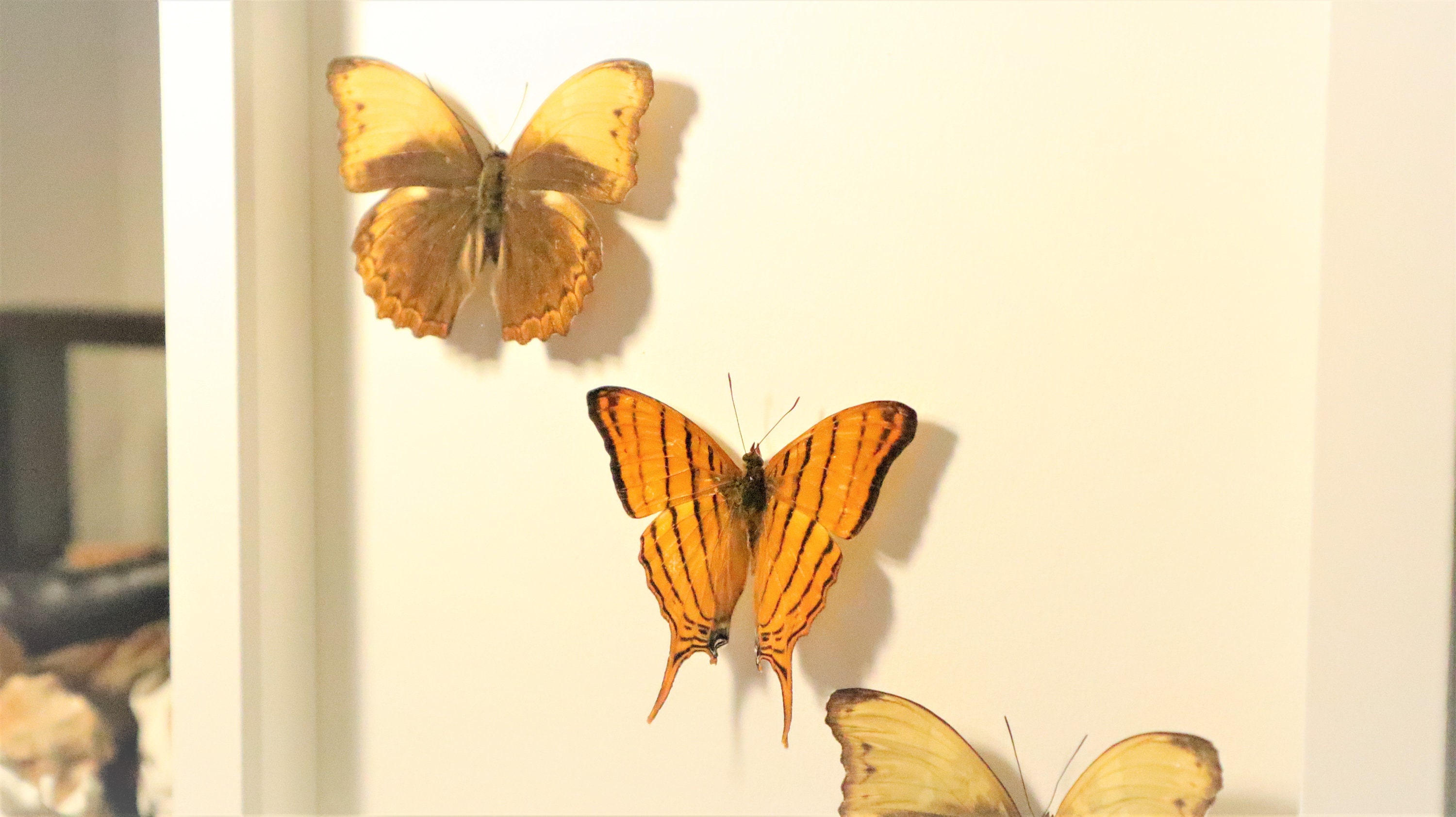 Exhibición de mariposas Cymothoe diphia Marpesia harmonia - Etsy España