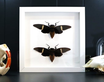 Cicada Plushie - Etsy