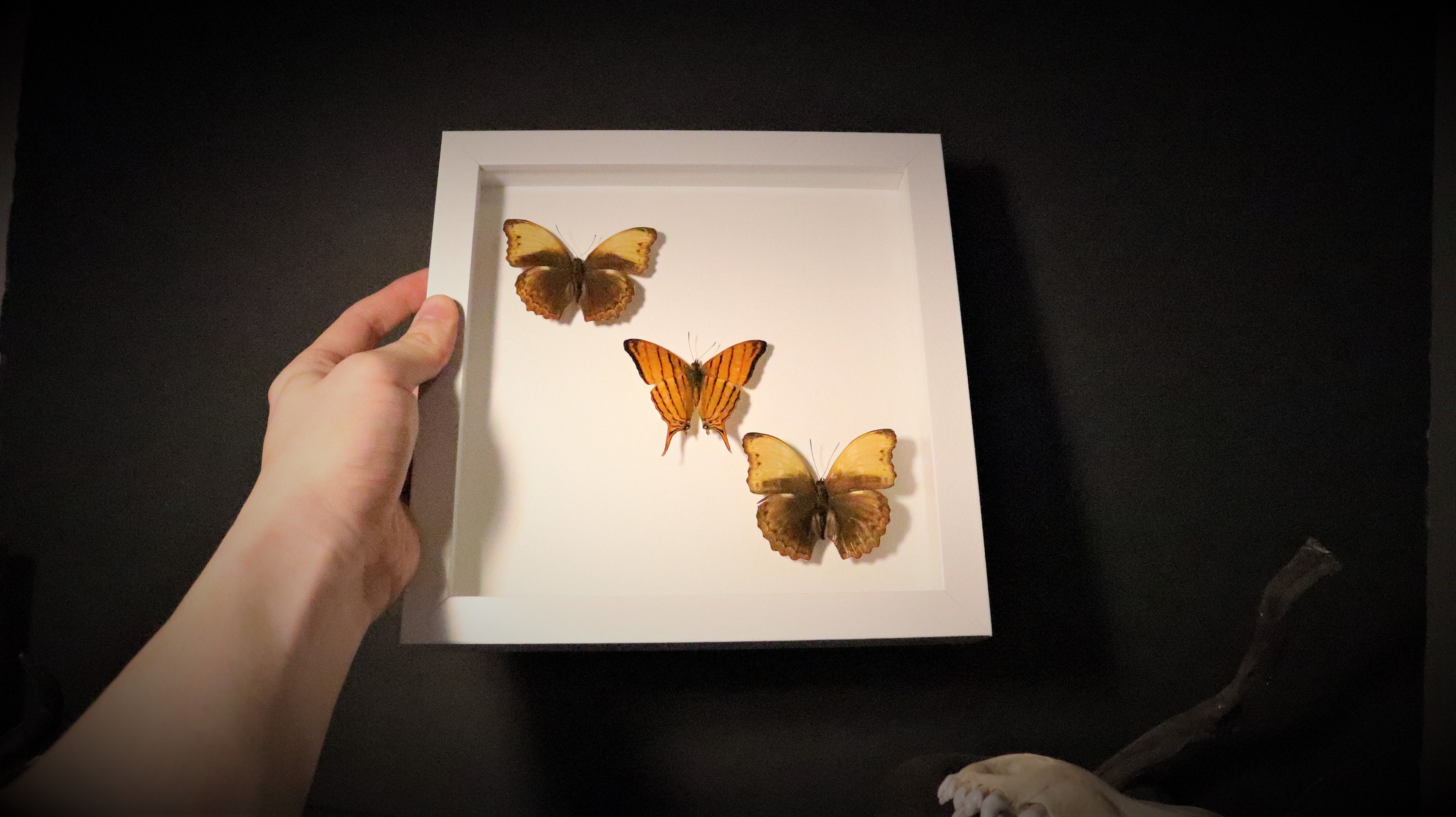 Exhibición de mariposas Cymothoe diphia Marpesia harmonia - Etsy España