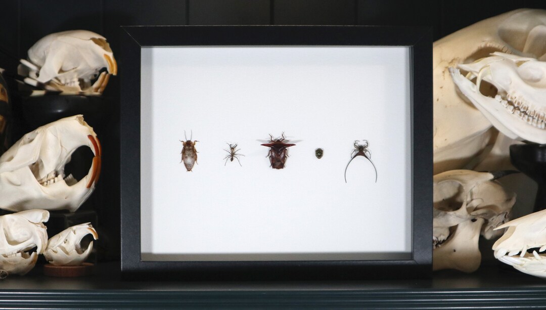 Unique Arthropod Collection Display - Etsy