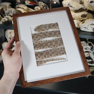 Western Hognose Snake Shed Skin Display - Etsy