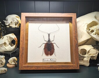 OVERSTOCK: Large Violin Beetles, Mormolyce Phyllodes Real - Etsy