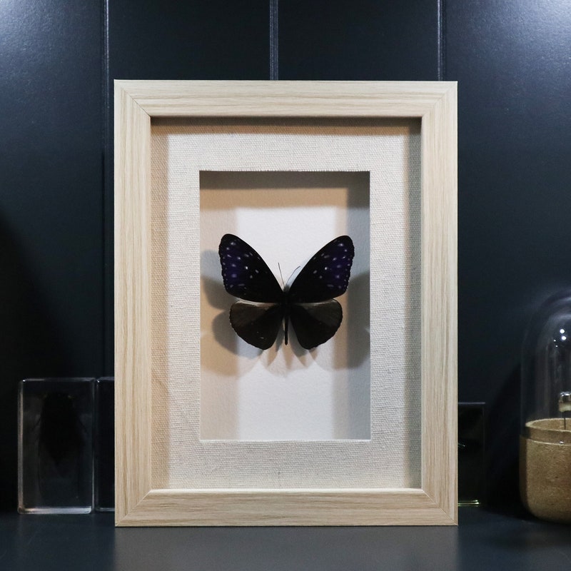 Butterfly Display - Etsy