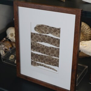 Western Hognose Snake Shed Skin Display - Etsy