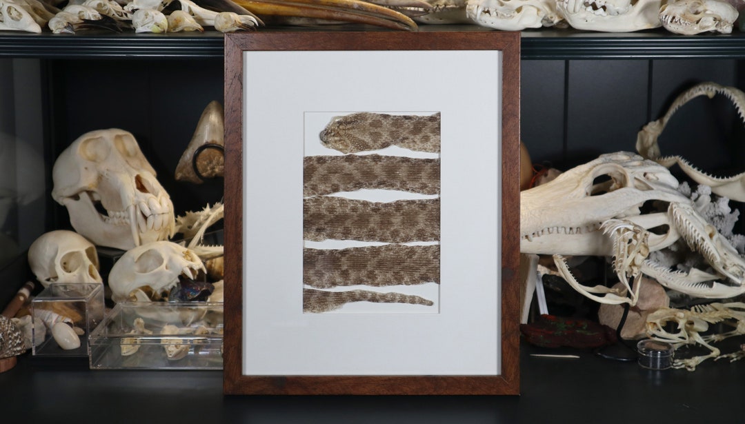 Western Hognose Snake Shed Skin Display - Etsy