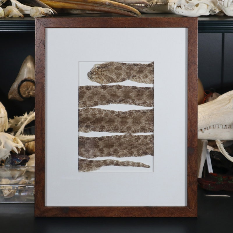 Snake Sheds - Etsy