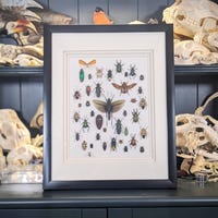 Insect Art - Etsy