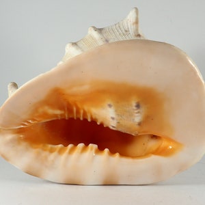 Large Big Seashell Decor/sea Shell/snail Shell/ancient Fossil/ocean ...