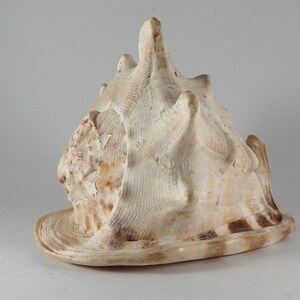 Large Big Seashell Decor/sea Shell/snail Shell/ancient Fossil/ocean ...