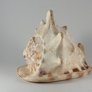 Large Big Seashell Decor/sea Shell/snail Shell/ancient Fossil/ocean ...