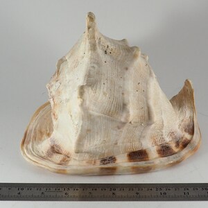 Large Big Seashell Decor/sea Shell/snail Shell/ancient Fossil/ocean ...